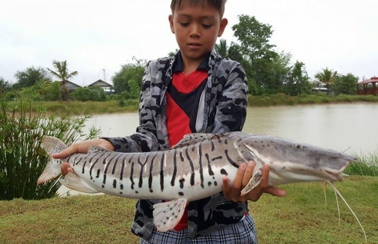 Tiger Shovelnose Catfish -Leks Fishing Park Udon Thani