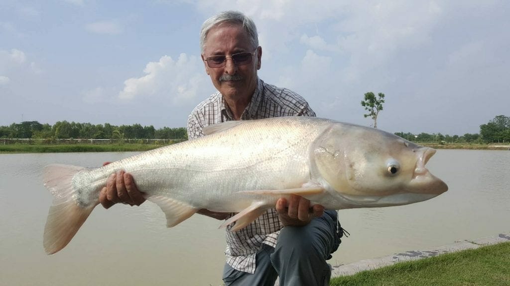 Chinese Big Head Carp - Pla Jeen (ปลาจีน) - (Hypophthalmichthys Nobilis ...