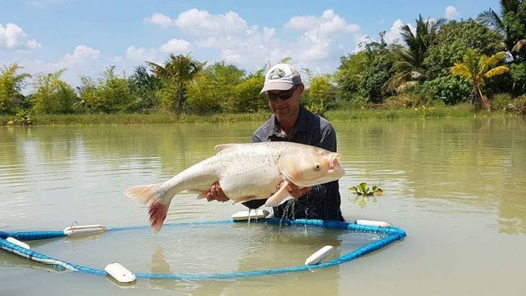 75+ Stocked Thai Freshwater Fish Species Thailand