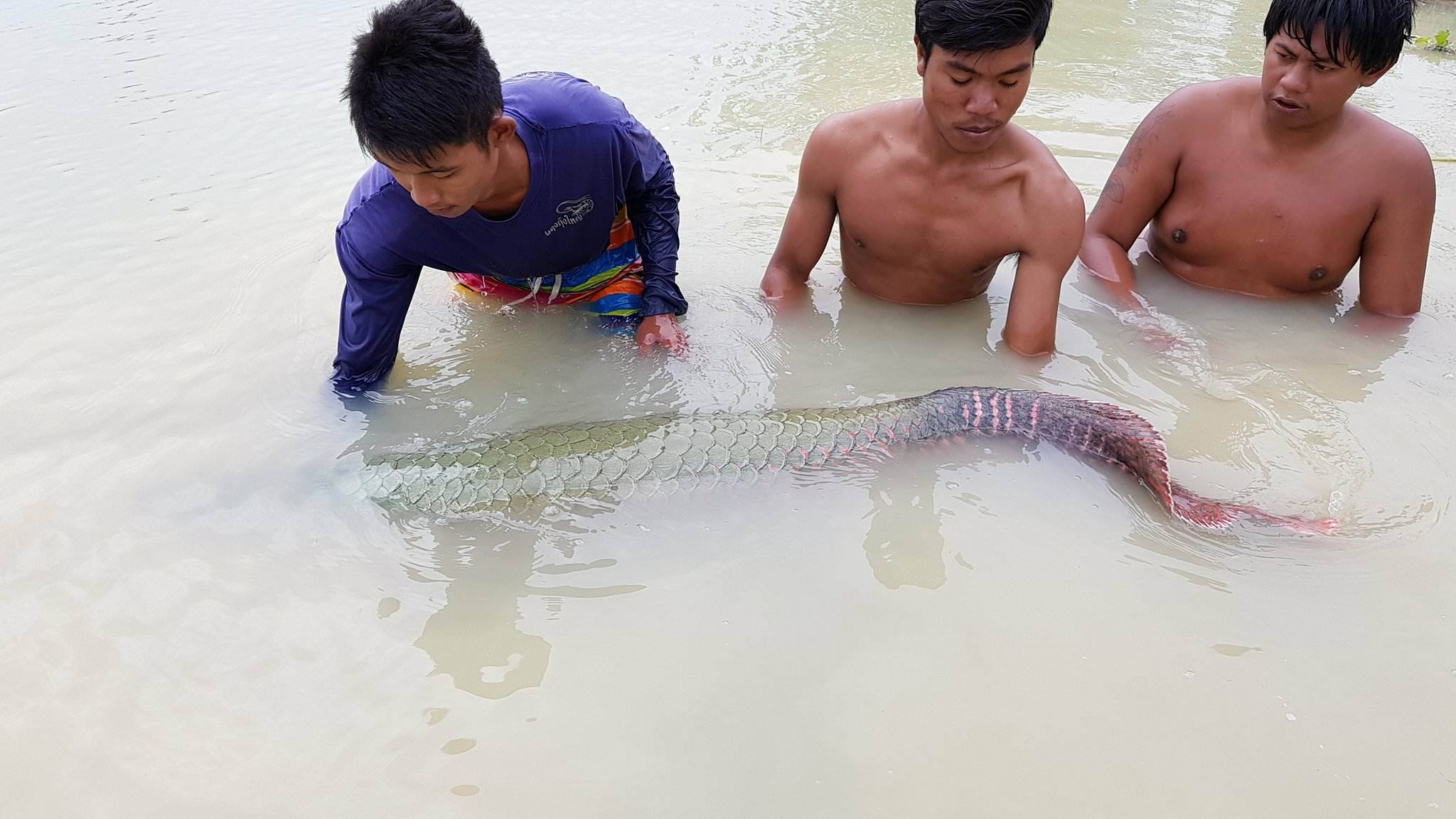 Arapaima fishing in Thailand - New Stock