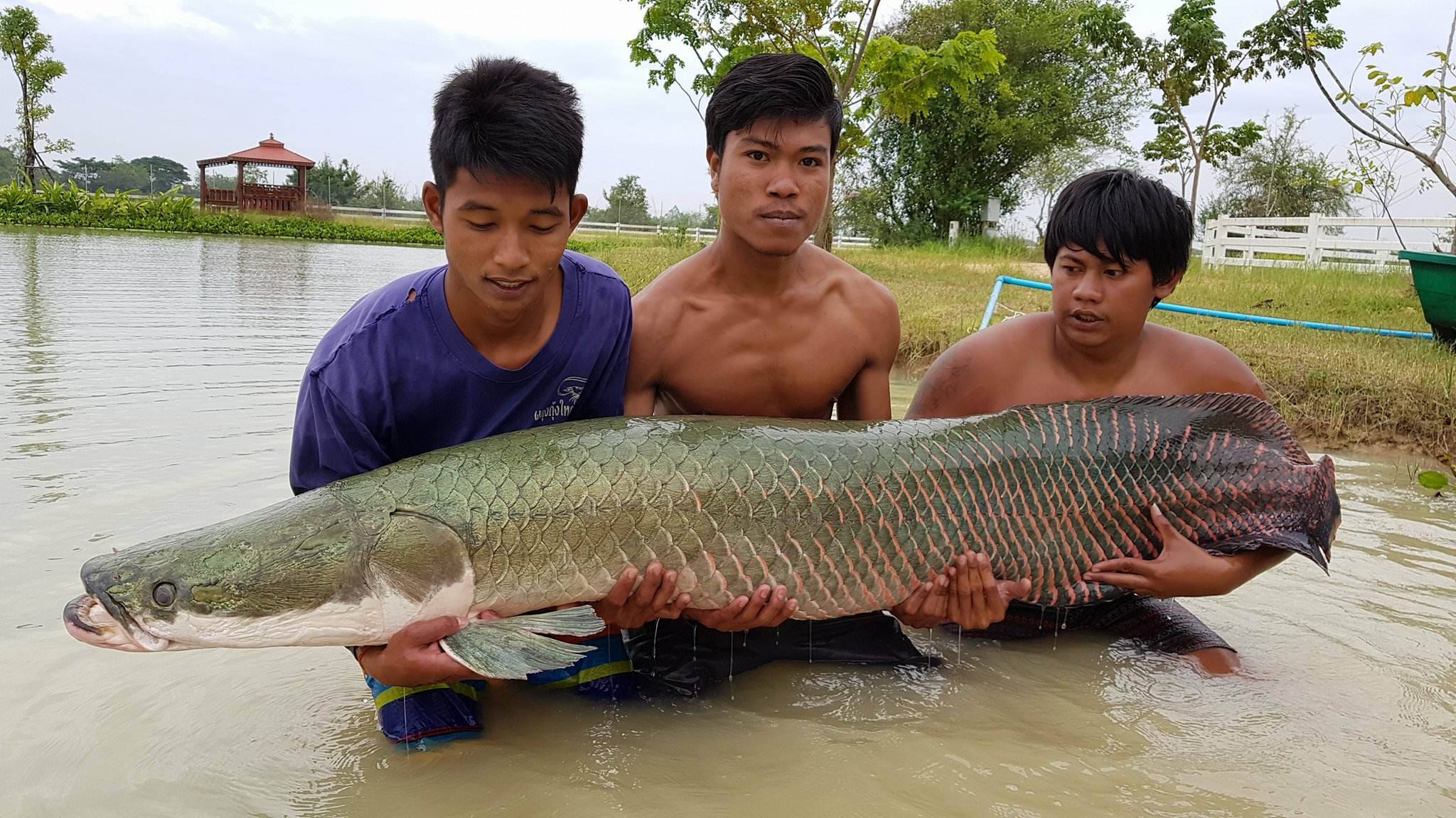Arapaima fishing in Thailand - New Stock