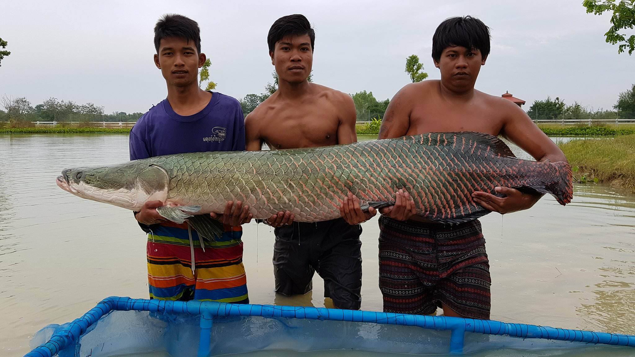Arapaima fishing in Thailand - New Stock
