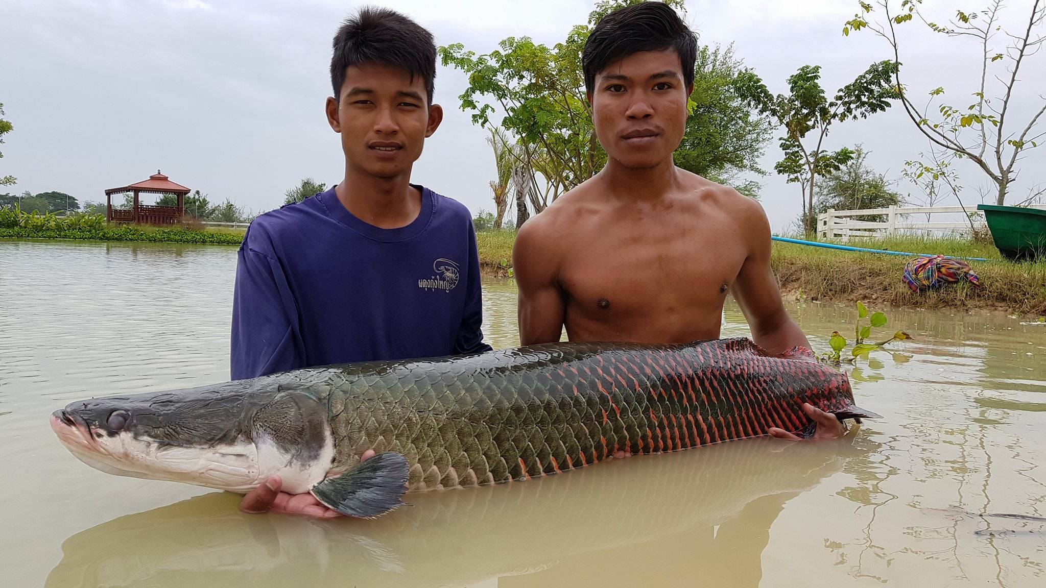 Arapaima fishing in Thailand - New Stock