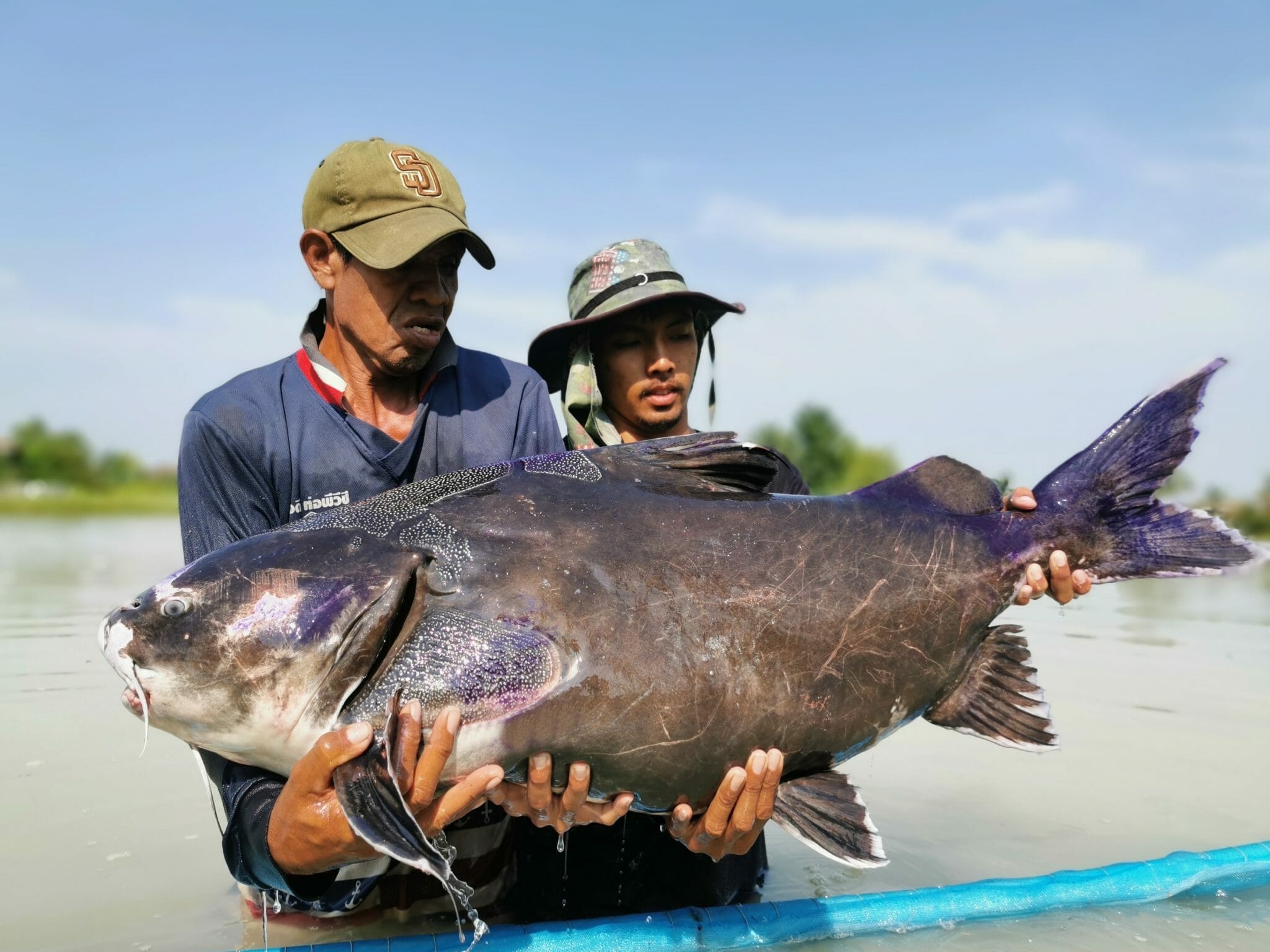 Salween Rita Catfish - Fishing in Thailand
