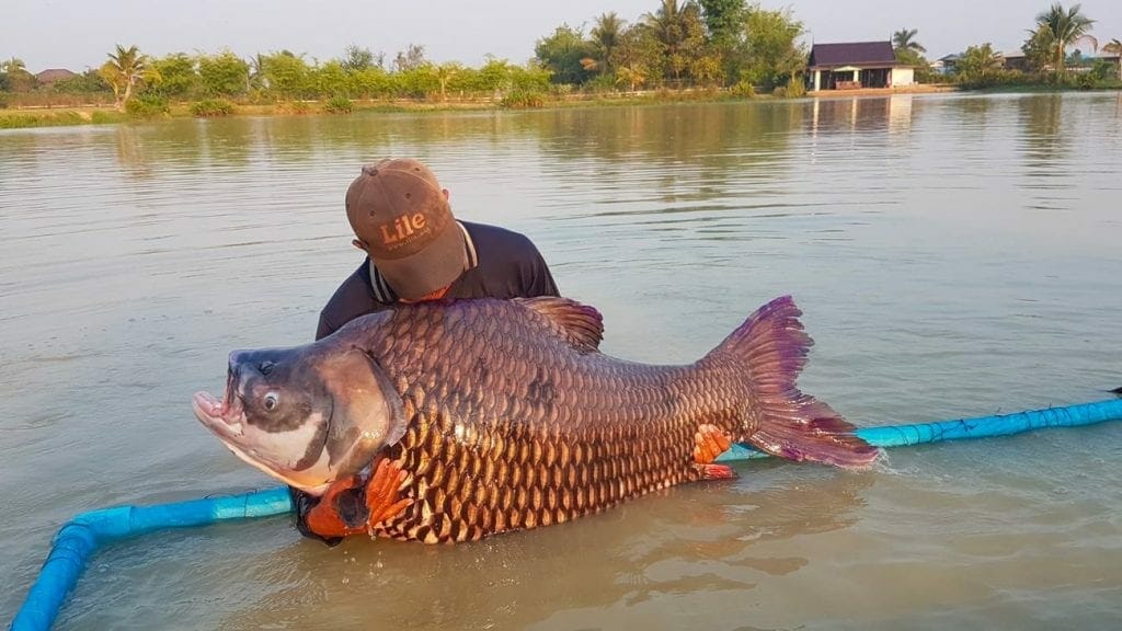 Giant Siamese Carp Thailand - Fishing in Thailand