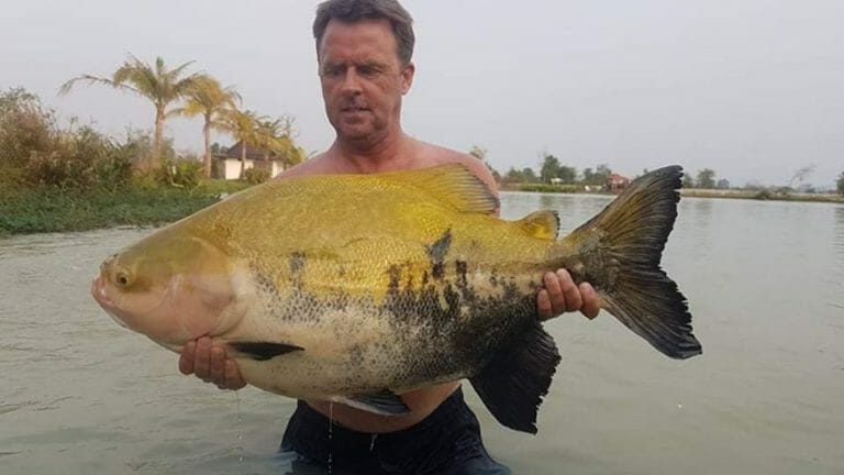 Fishing for Giant Tambaqui in Thailand