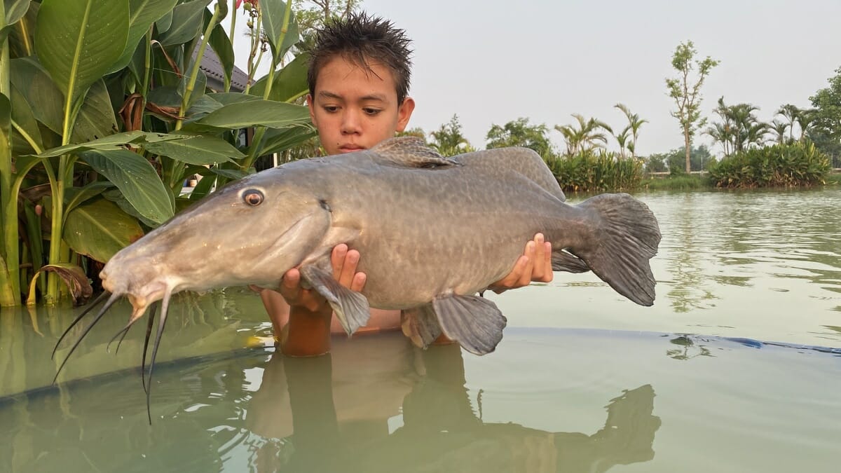 Fishing for Giraffe Catfish at Lek's Fishing Lake Udon Thani