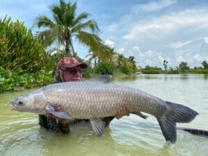 75+ Stocked Thai Freshwater Fish Species Thailand