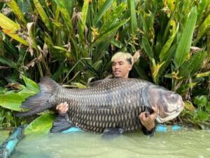 100+ Stocked Thai Freshwater Fish Species Thailand