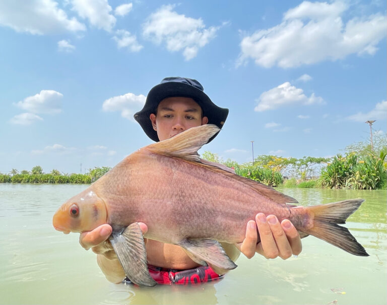 75+ Stocked Thai Freshwater Fish Species Thailand