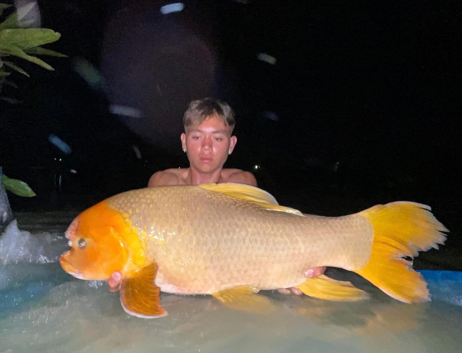 100+ Stocked Thai Freshwater Fish Species Thailand