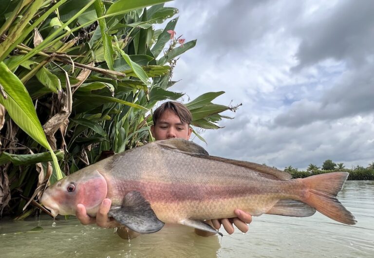 100+ Stocked Thai Freshwater Fish Species Thailand