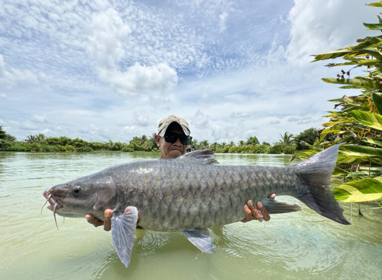 100+ Stocked Thai Freshwater Fish Species Thailand